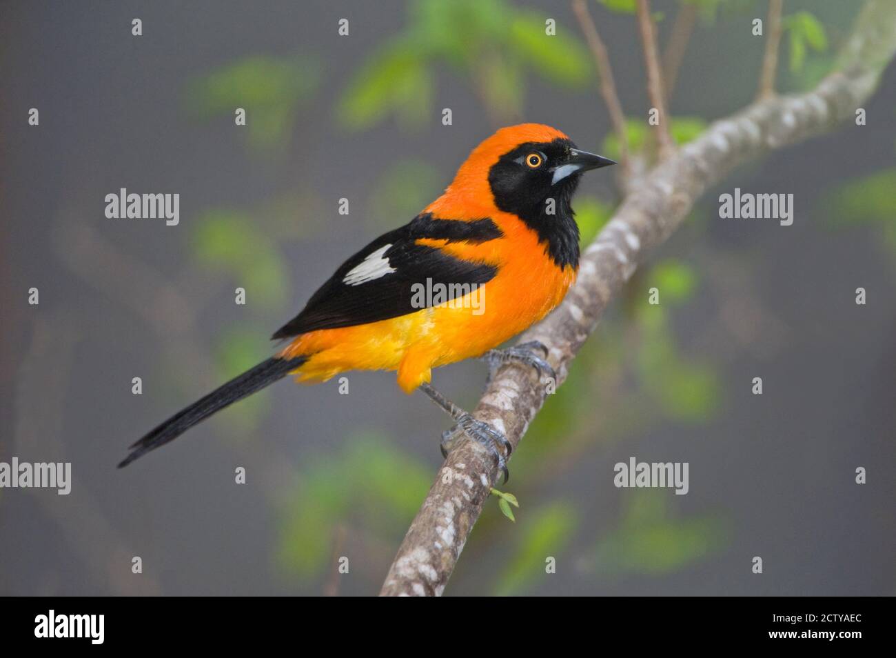 Orange-Backed troupial (Icterus croconotus) perching on a branch, Three ...