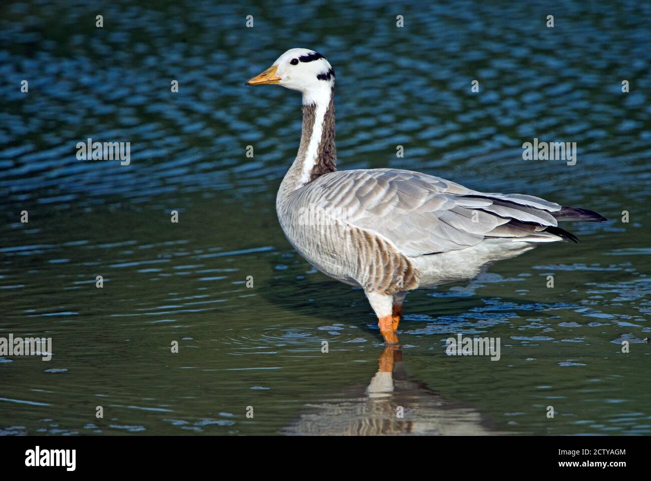 Close-up of a Bar-Headed goose (Anser indicus) in water, Keoladeo ...