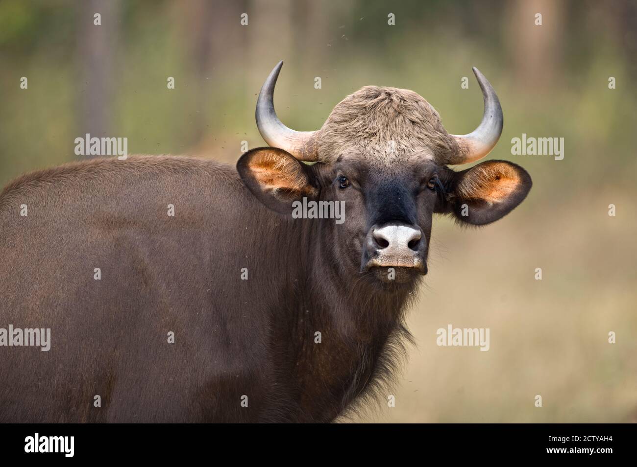 Horned animals hi-res stock photography and images - Alamy