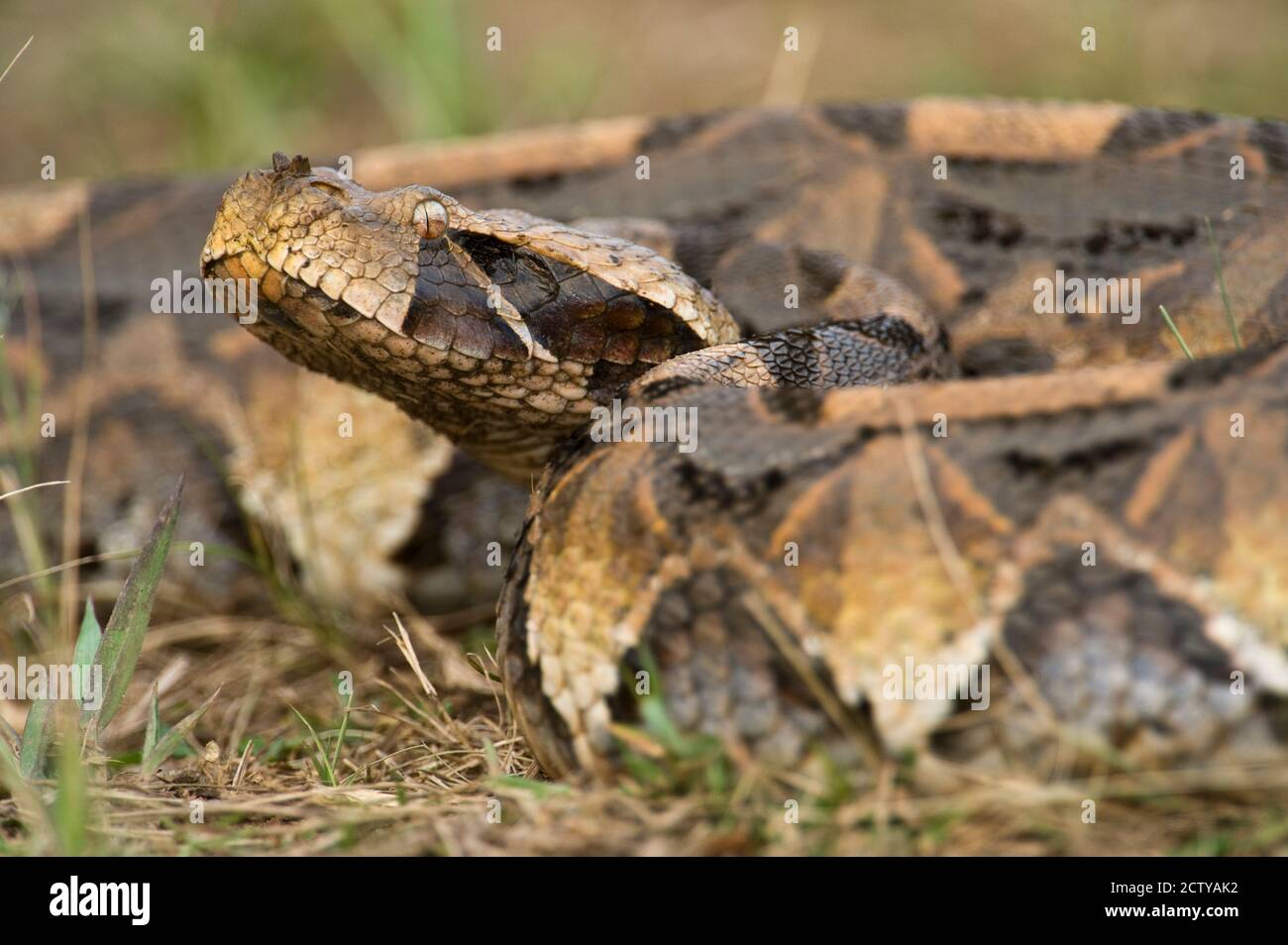 Close-up of a Gaboon viper (Bitis gabonica), Lake Victoria, Uganda ...