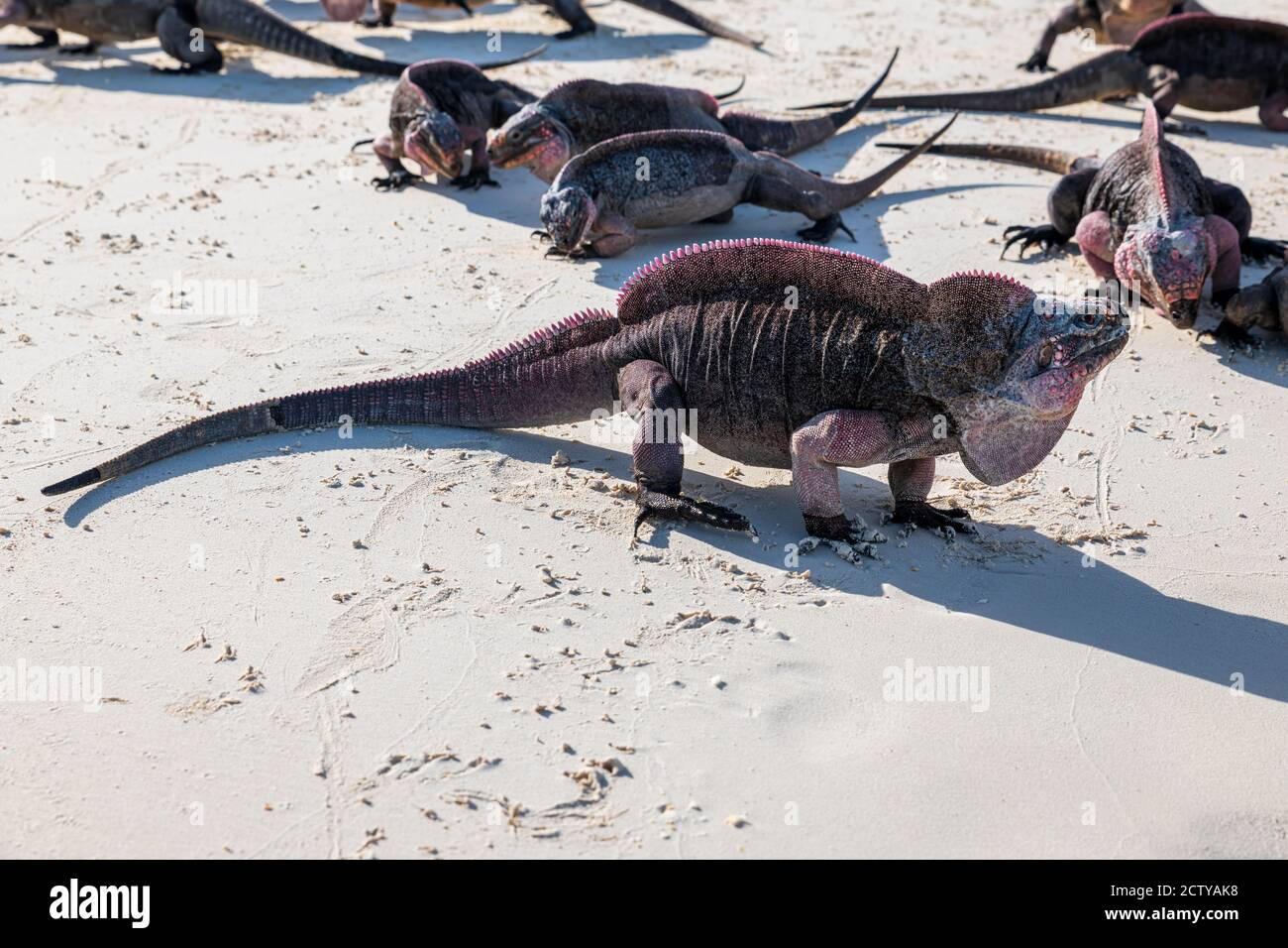 The famous wild iguanas of Allen's Cay (Great Exuma, Bahamas Stock ...