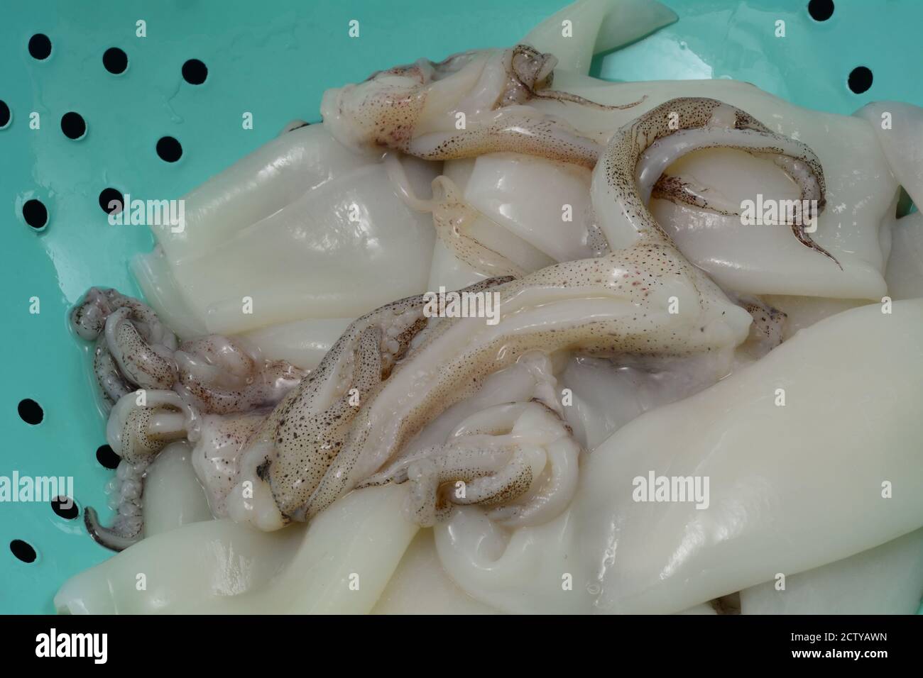 Closeup of raw squid tubes and tentacles rinsed, thawing and draining ...