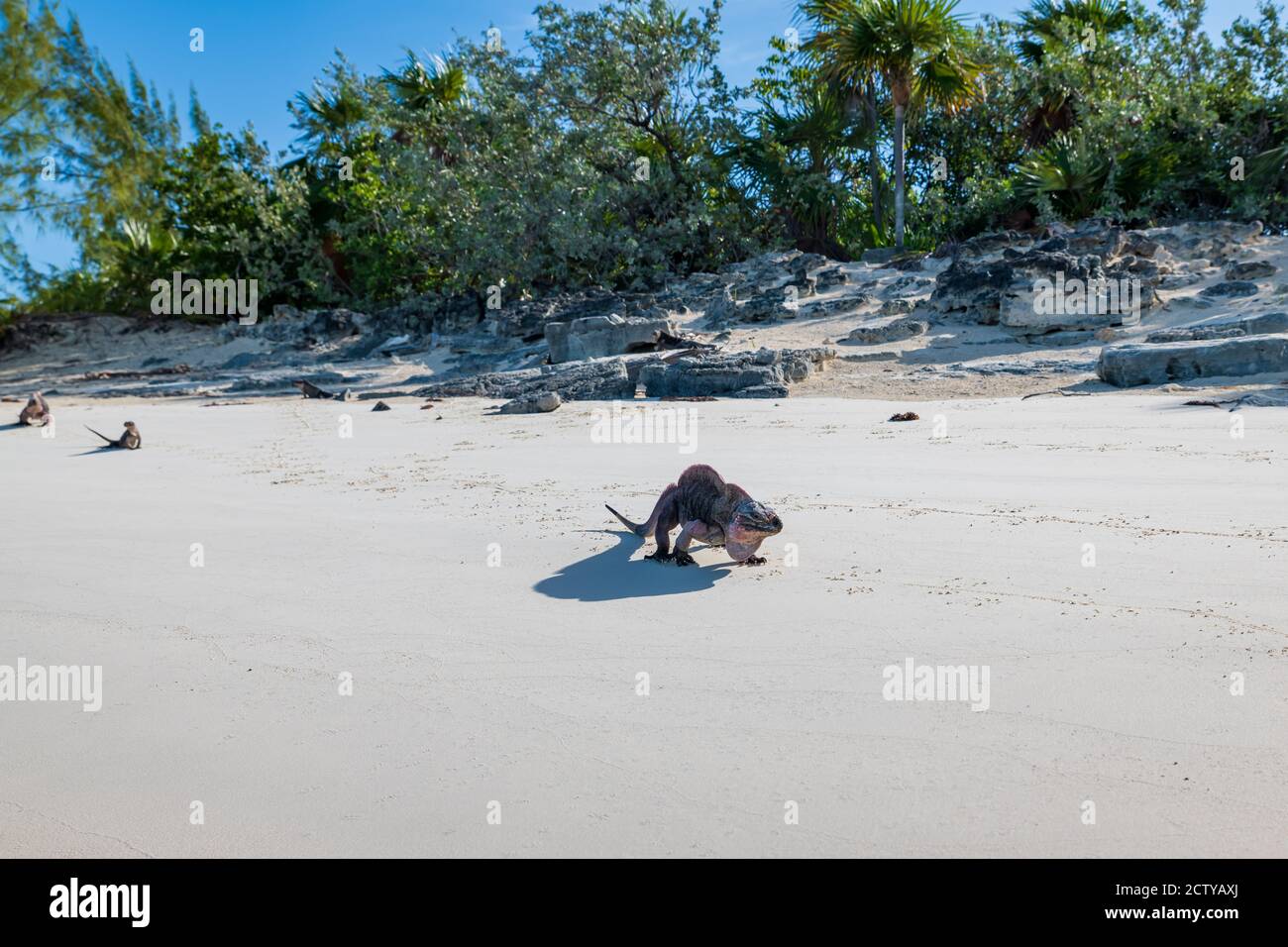 The famous wild iguanas of Allen's Cay (Great Exuma, Bahamas Stock ...