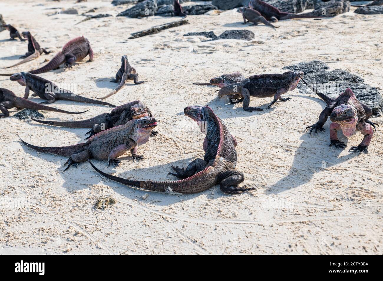 The famous wild iguanas of Allen's Cay (Great Exuma, Bahamas Stock ...