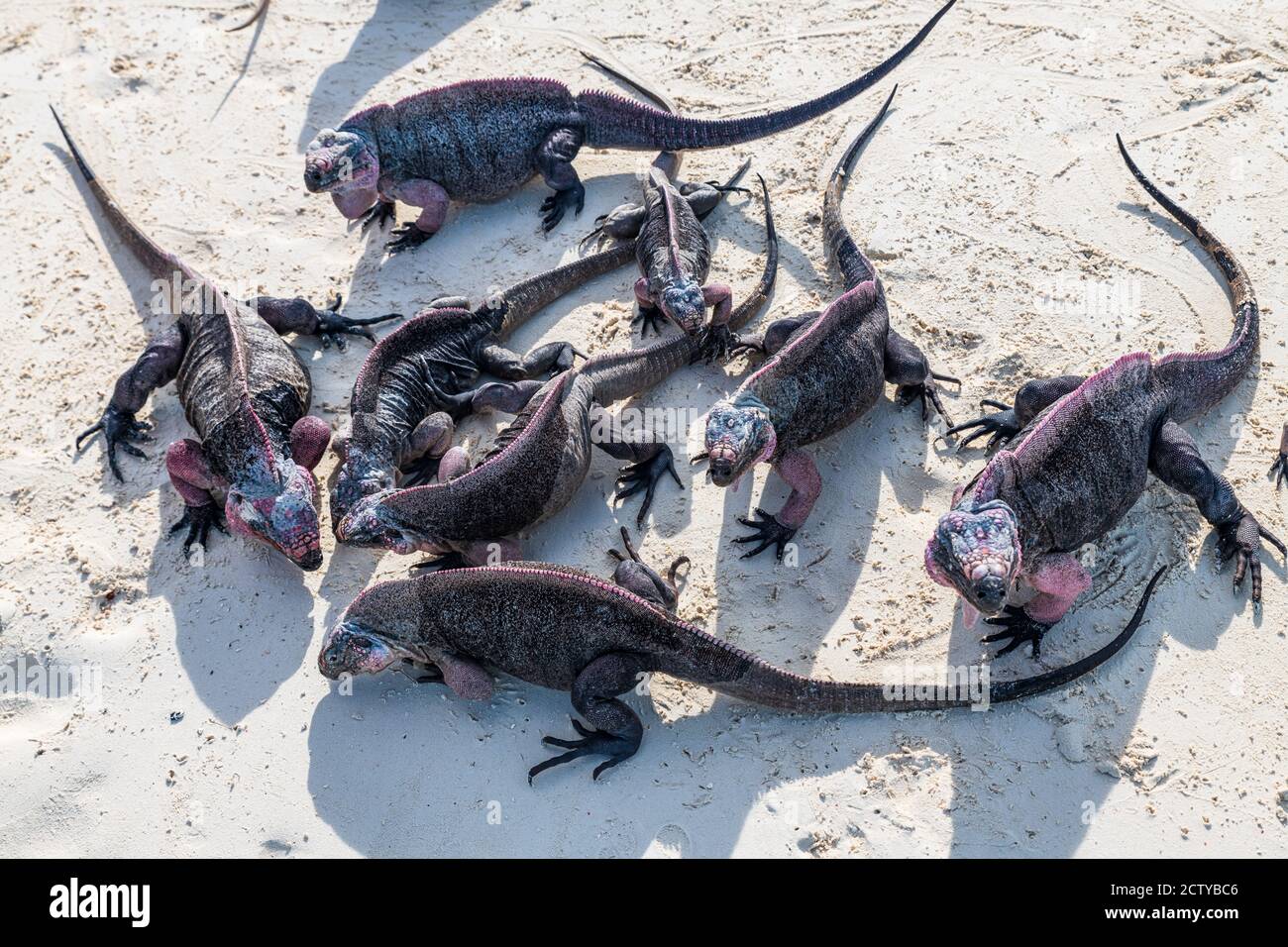 The famous wild iguanas of Allen's Cay (Great Exuma, Bahamas Stock ...