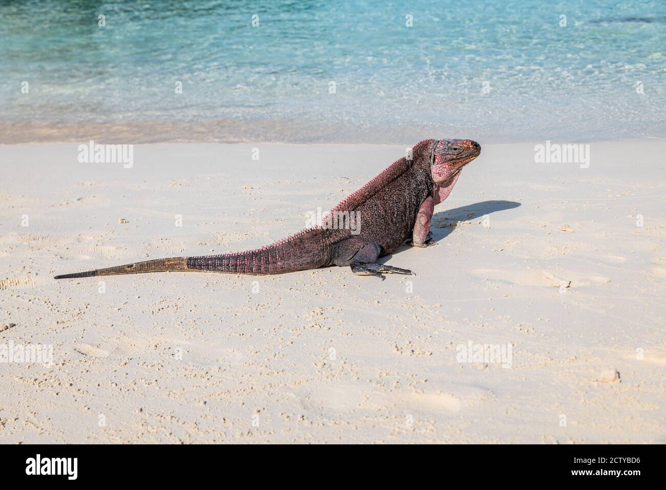 The famous wild iguanas of Allen's Cay (Great Exuma, Bahamas Stock ...