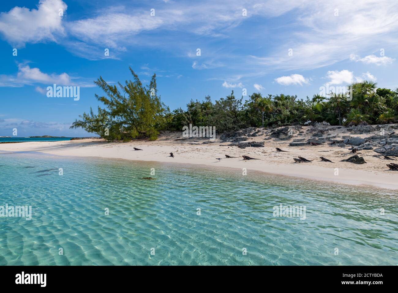 The famous wild iguanas of Allen's Cay (Great Exuma, Bahamas Stock ...