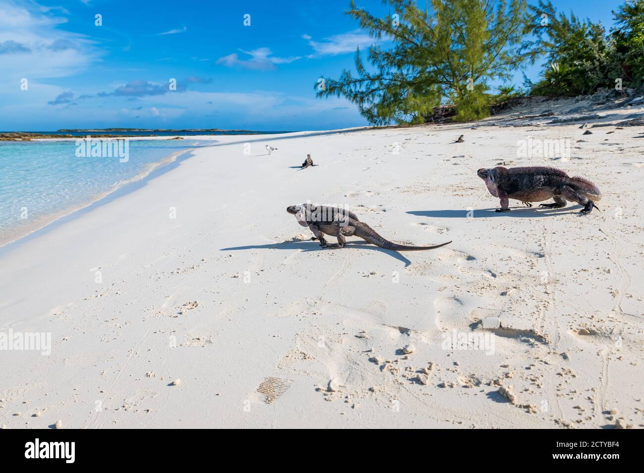 The famous wild iguanas of Allen's Cay (Great Exuma, Bahamas Stock ...