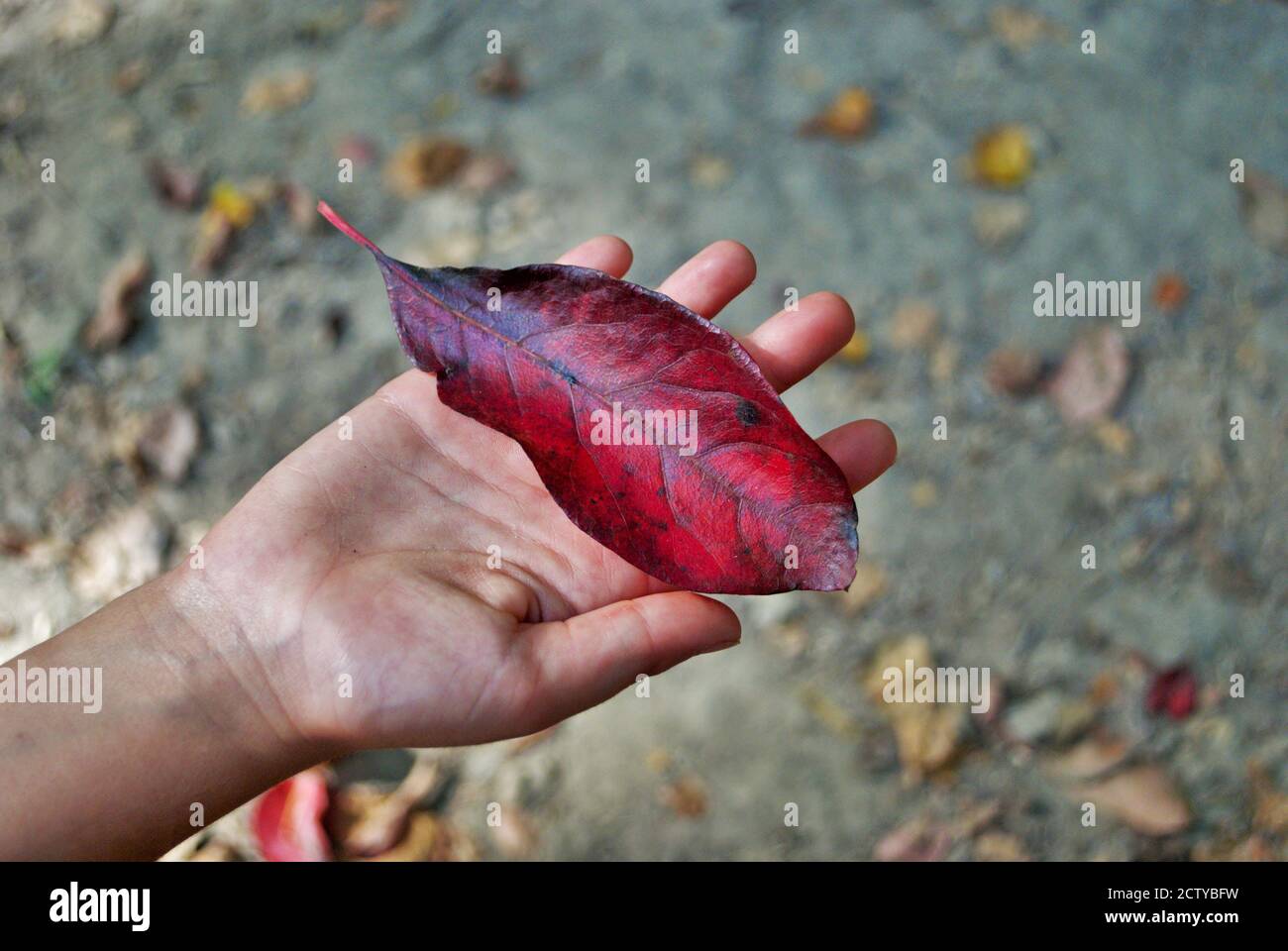 Hand with leaf hi-res stock photography and images - Alamy