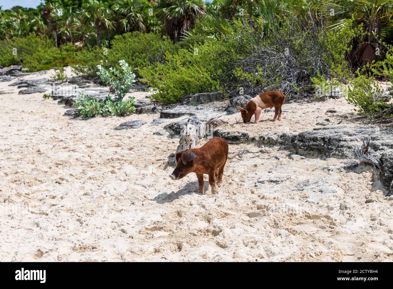 The famous swimming pigs (feral pigs) of Bahamas living in an ...