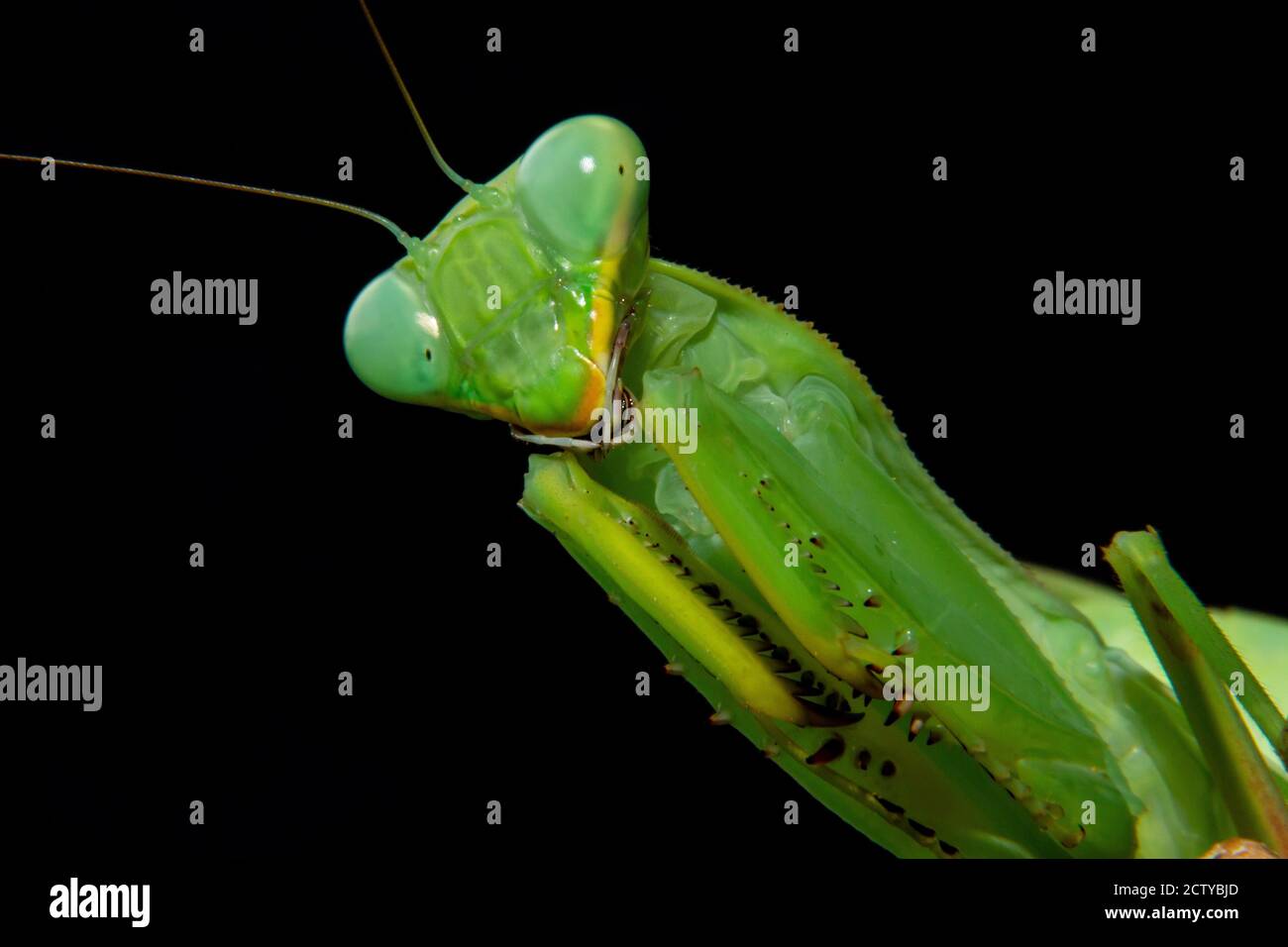 Praying Mantis Alien Insect High Resolution Stock Photography and ...