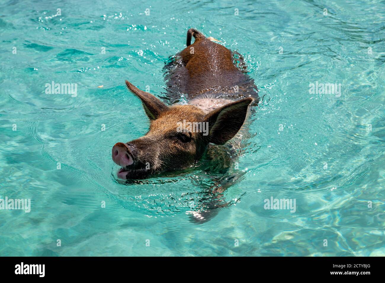 The famous swimming pigs (feral pigs) of Bahamas living in an ...