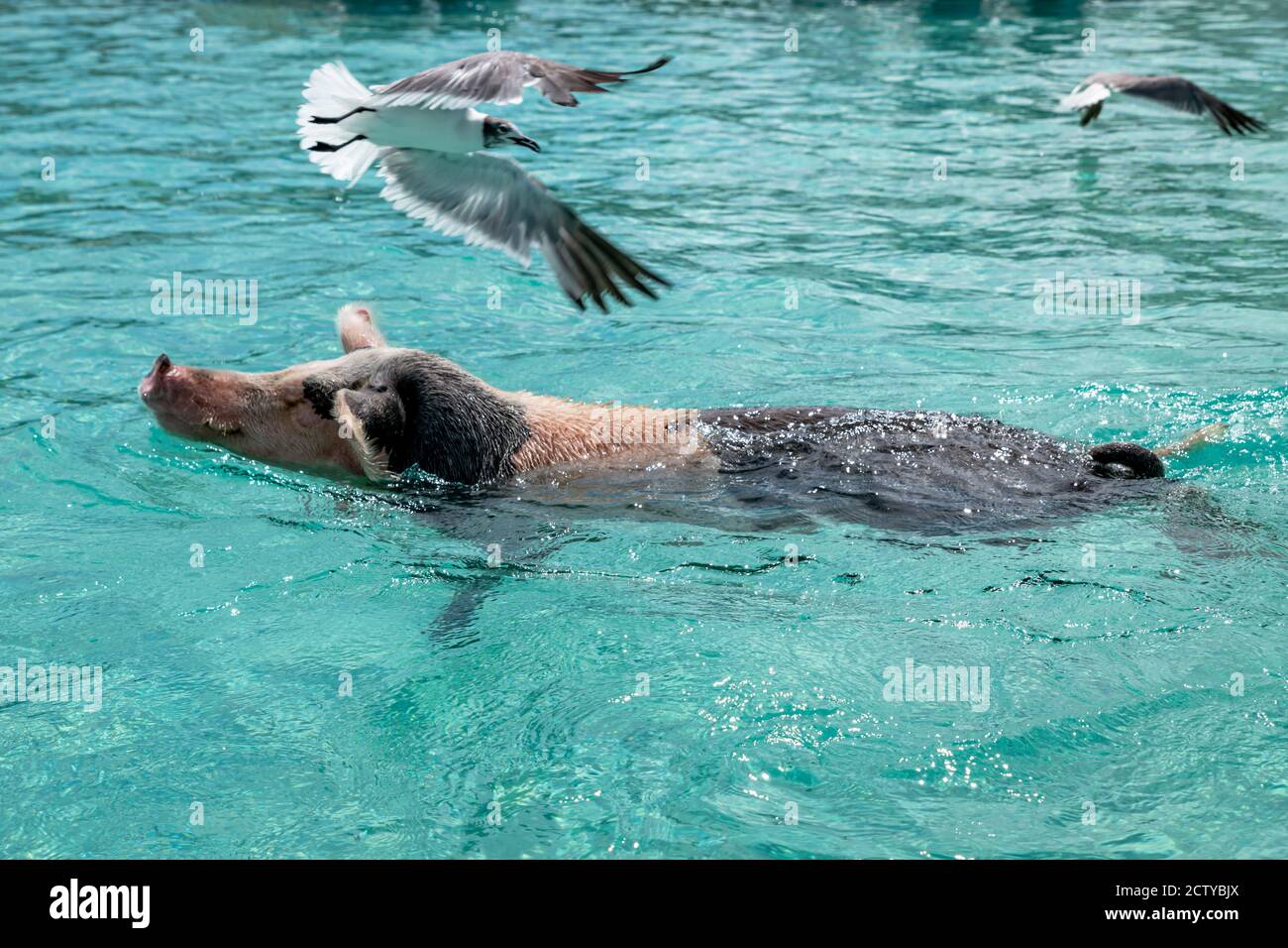 The famous swimming pigs (feral pigs) of Bahamas living in an ...