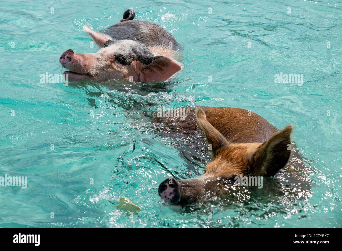 The famous swimming pigs (feral pigs) of Bahamas living in an ...
