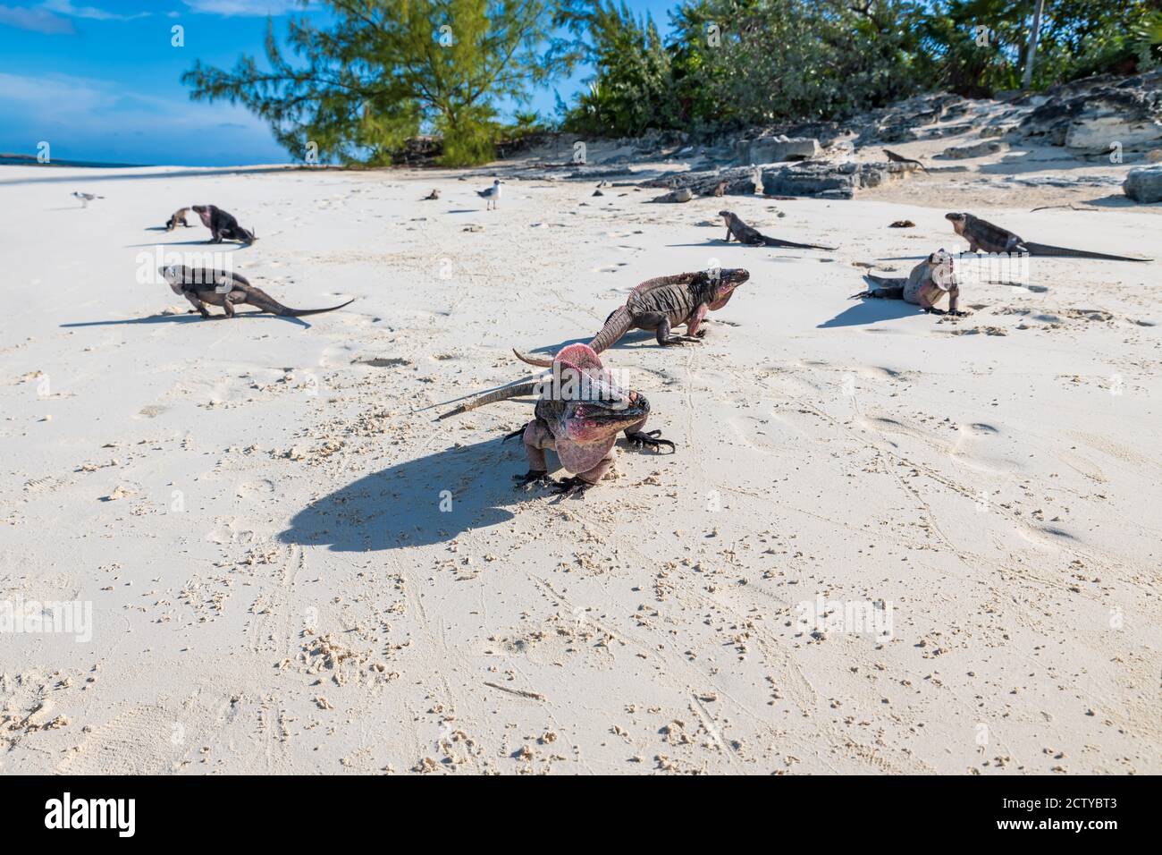 The famous wild iguanas of Allen's Cay (Great Exuma, Bahamas Stock ...