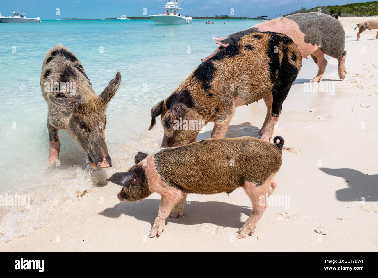 The famous swimming pigs (feral pigs) of Bahamas living in an ...