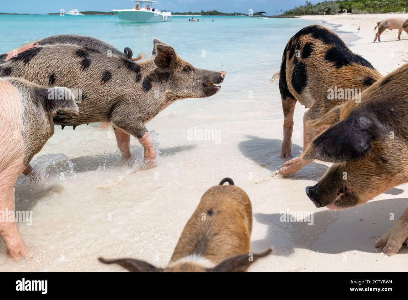 The famous swimming pigs (feral pigs) of Bahamas living in an ...