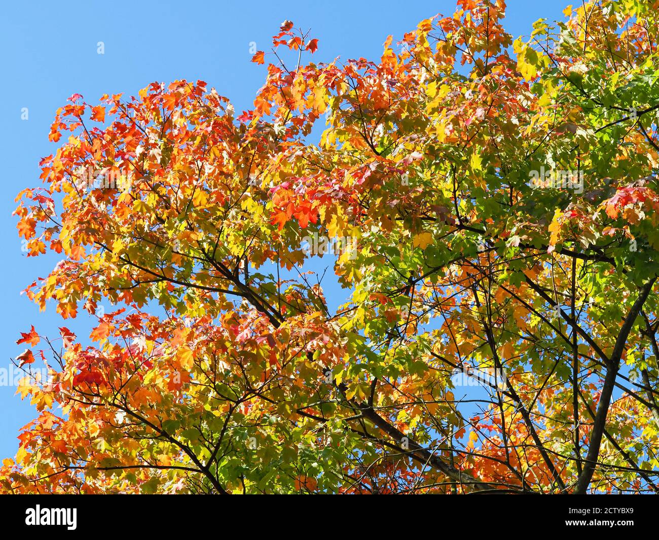 Maple tree with beautiful early autumn foliage and a blue sky ...
