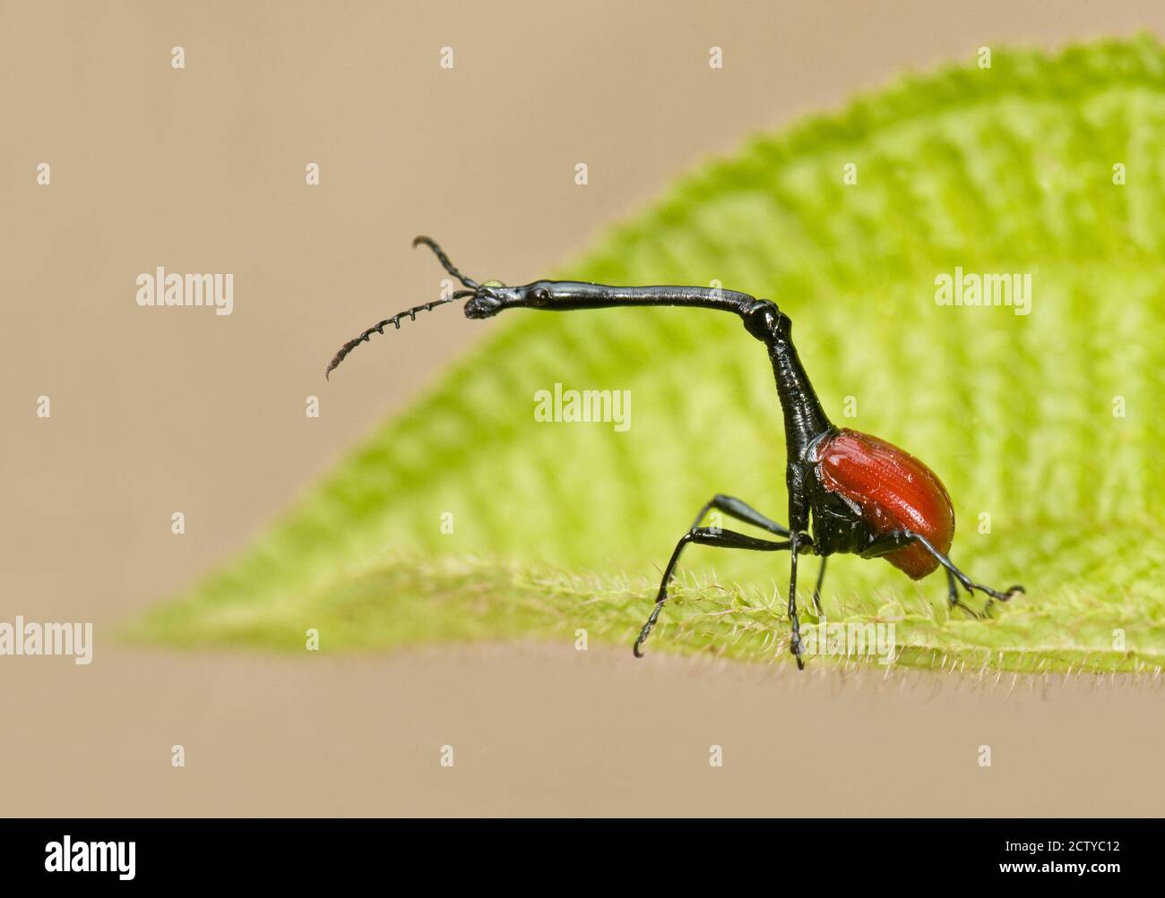 Invertebrate beetle weevil hi-res stock photography and images - Alamy
