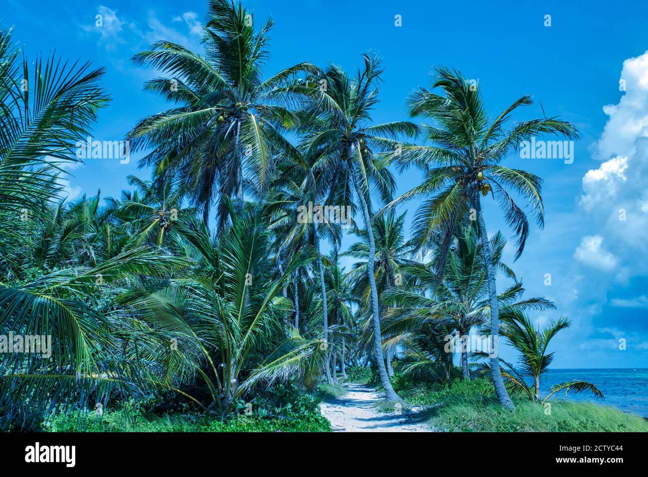 Tropical vegetation with palms in Punta Cana next to "Bavaro beach ...
