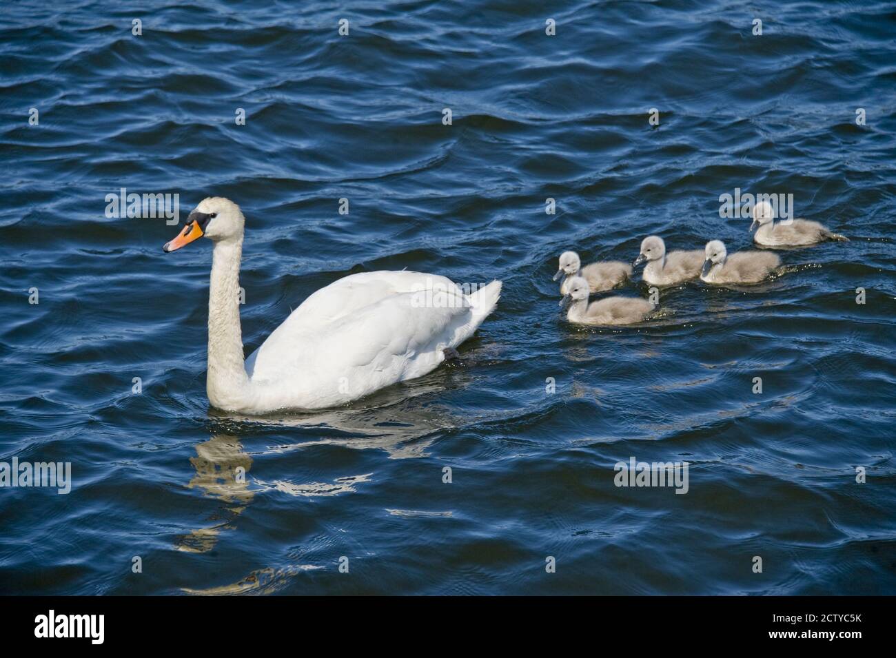 Swan with its cygnets swimming in a lake, Stockholm, Sweden Stock Photo ...