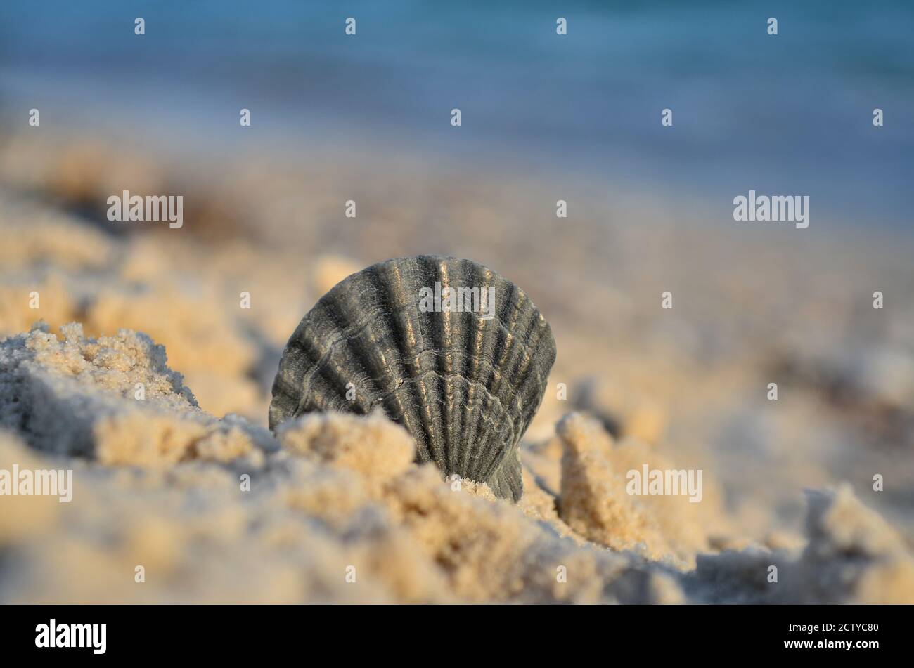 Black sea shell on the beach Stock Photo - Alamy