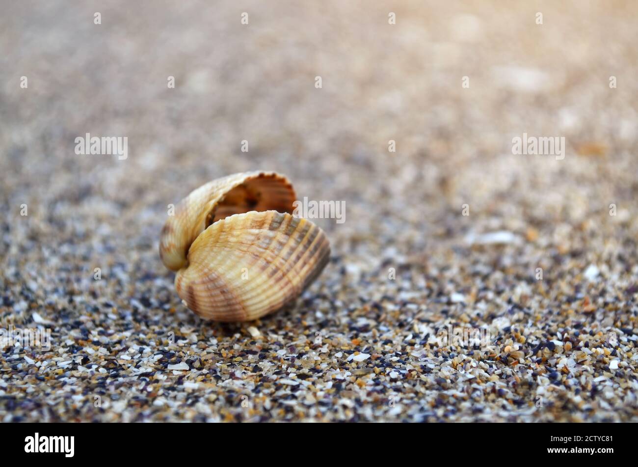 Sea shell on the beach Stock Photo - Alamy