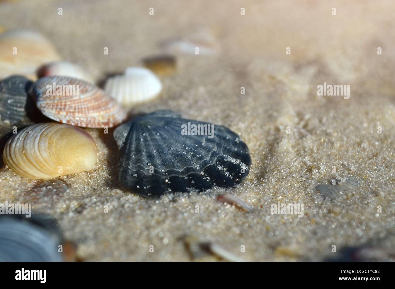 Sea shells on the sand Stock Photo - Alamy