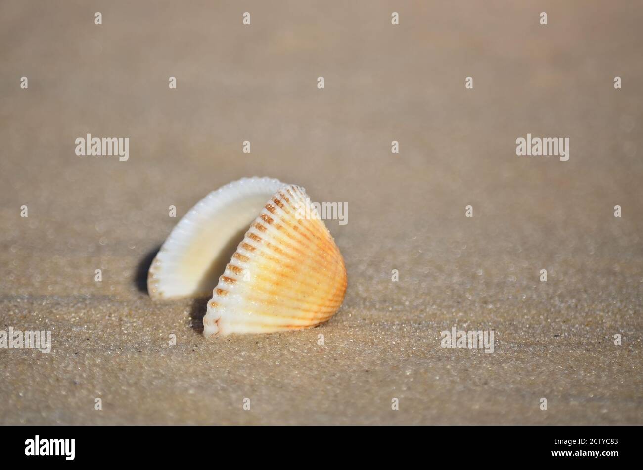 Shell on the sand hi-res stock photography and images - Alamy