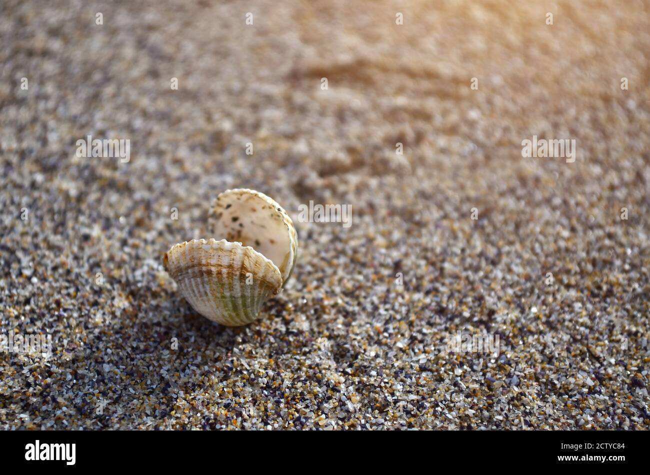 Cockleshell beach hi-res stock photography and images - Alamy