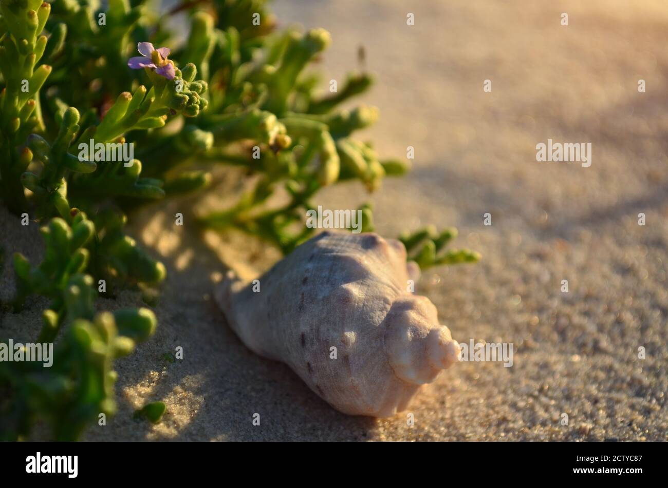 Conch shell seashell spiral hi-res stock photography and images - Alamy