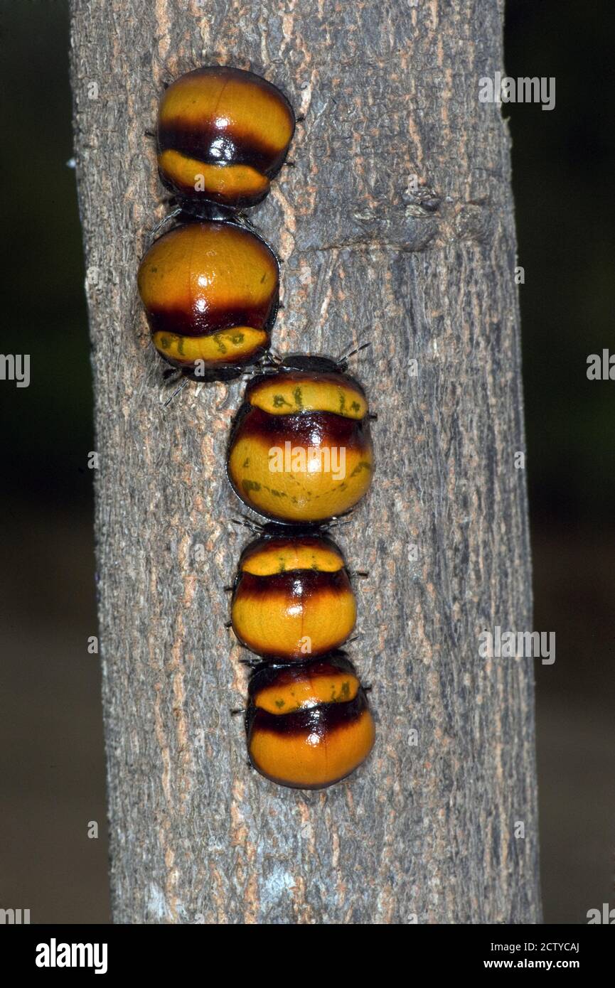 Shield bugs hi-res stock photography and images - Alamy