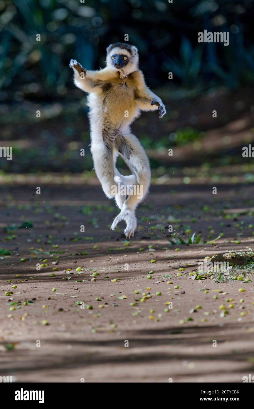 Jumping lemur hi-res stock photography and images - Alamy