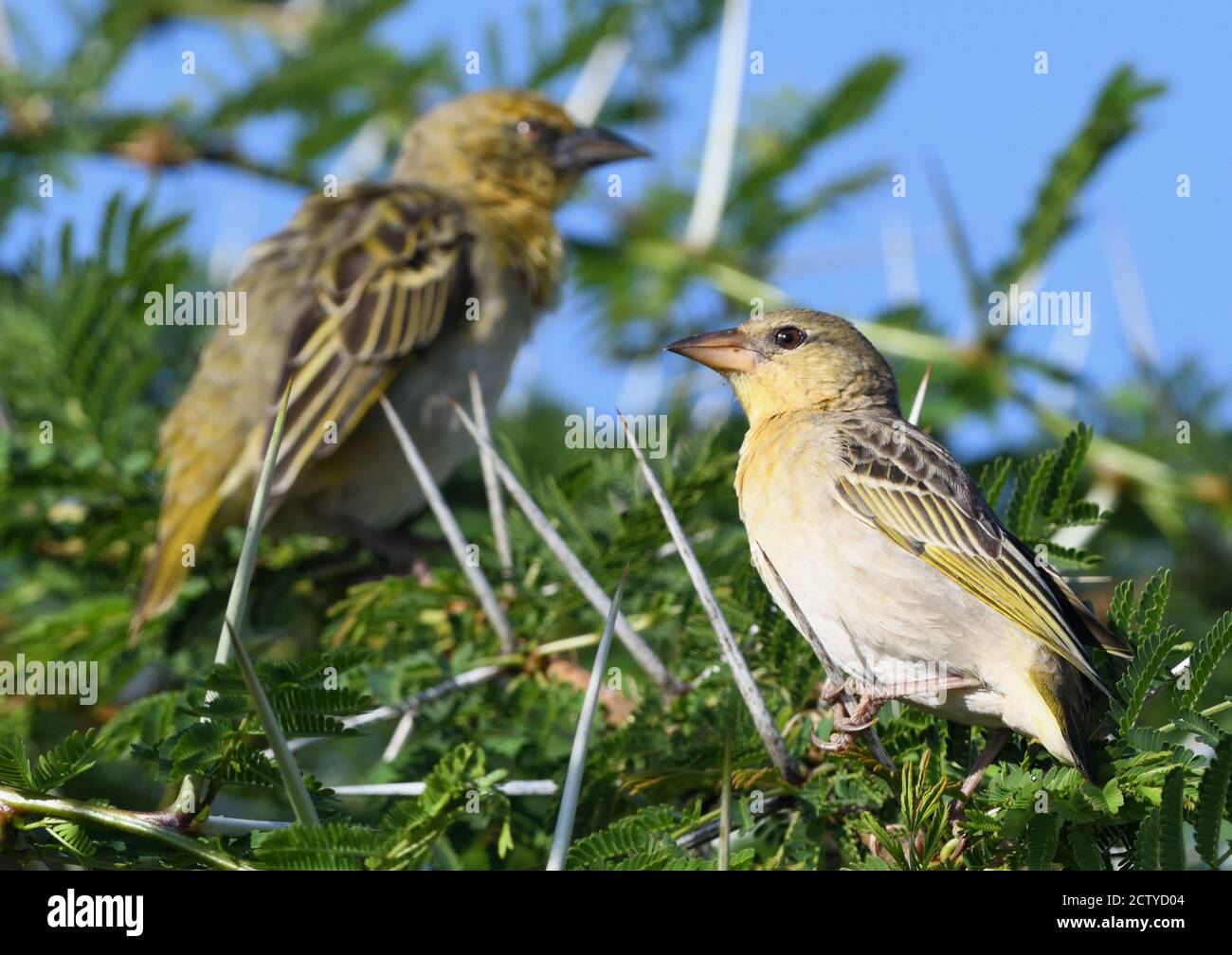 Female weaver bird in nest hi-res stock photography and images - Alamy
