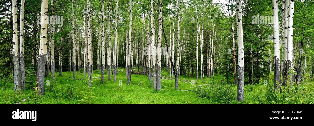 Aspen trees in a forest, Banff, Banff National Park, Alberta, Canada ...