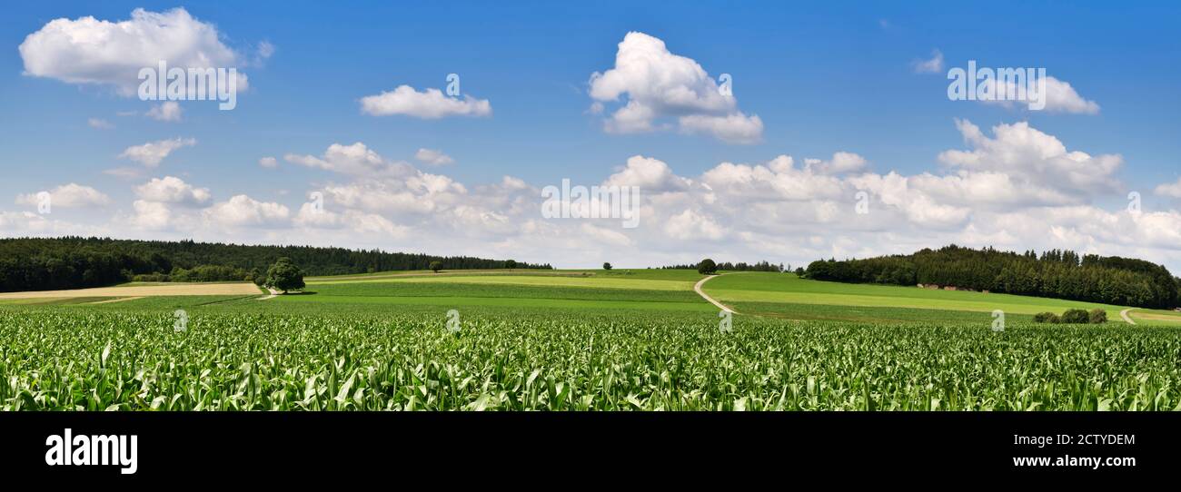 Corn crop in a field, Baden-Wurttemberg, Germany Stock Photo - Alamy