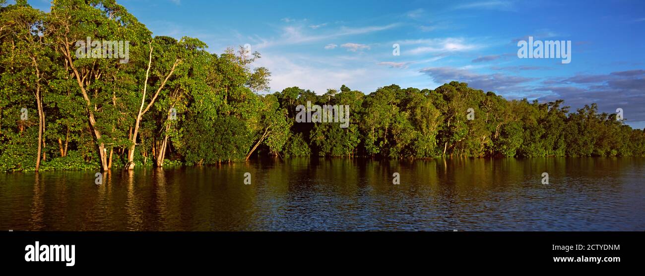 Mangrove trees lines, Pomene, Mozambique Stock Photo - Alamy