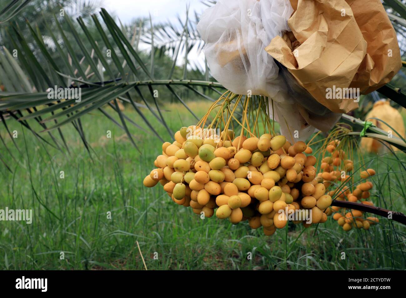 Date palm agriculture hi-res stock photography and images - Alamy