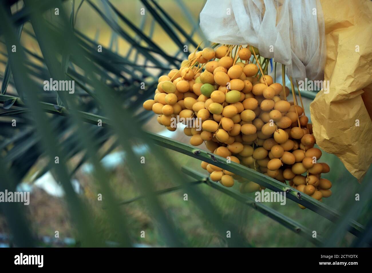 Date palm plantation hi-res stock photography and images - Alamy