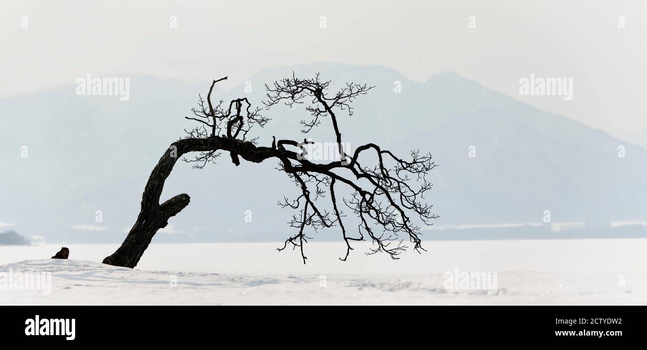 Contorted tree at a frozen lake, Lake Kussharo, Hokkaido, Japan Stock ...