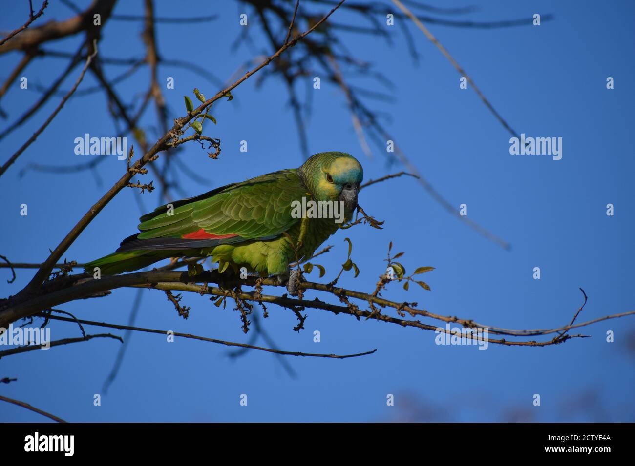 Turquoise parrot hi-res stock photography and images - Alamy