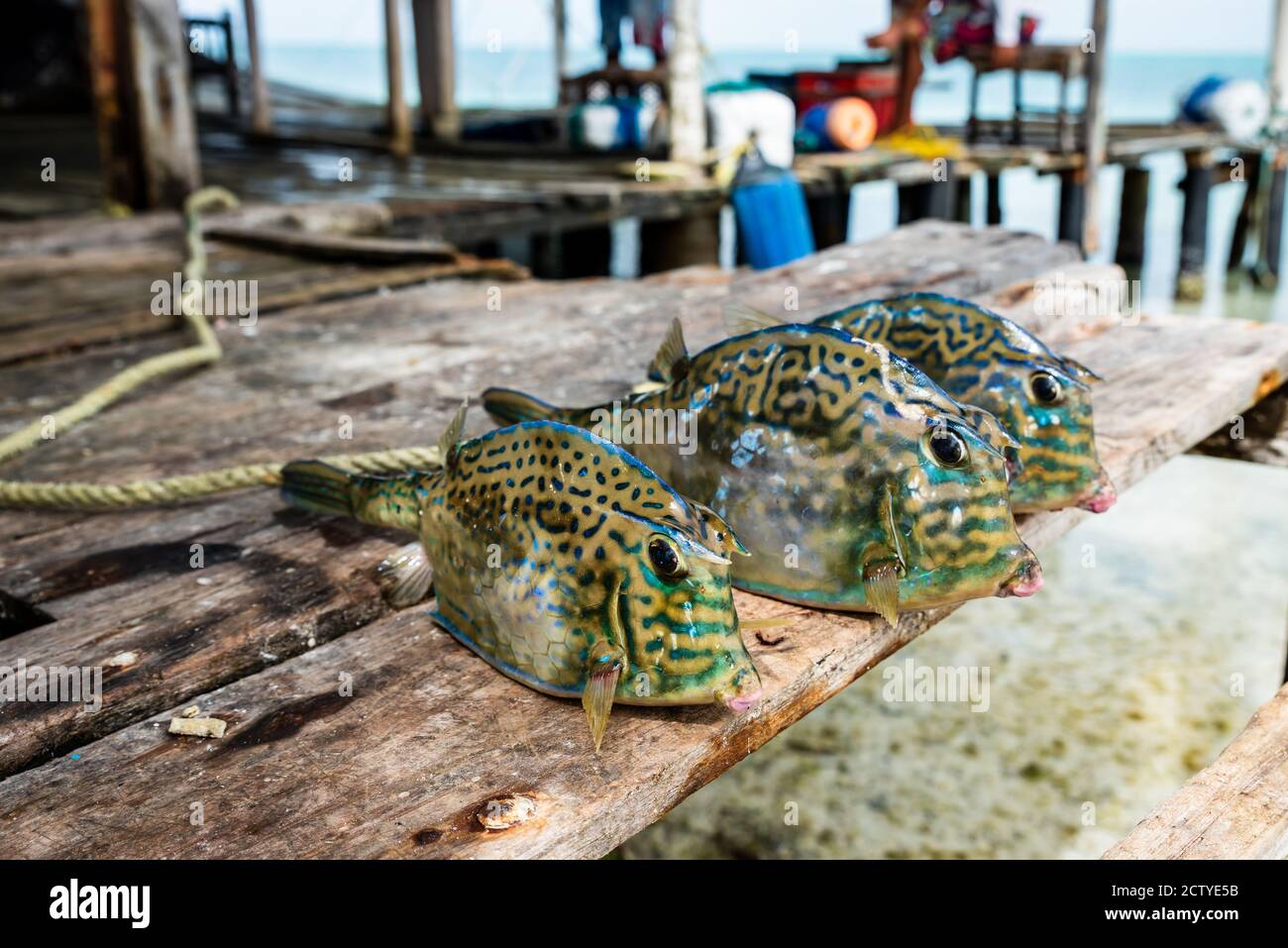 Bull fishes in a fishing house in Los Roques Archipelago (Venezuela ...