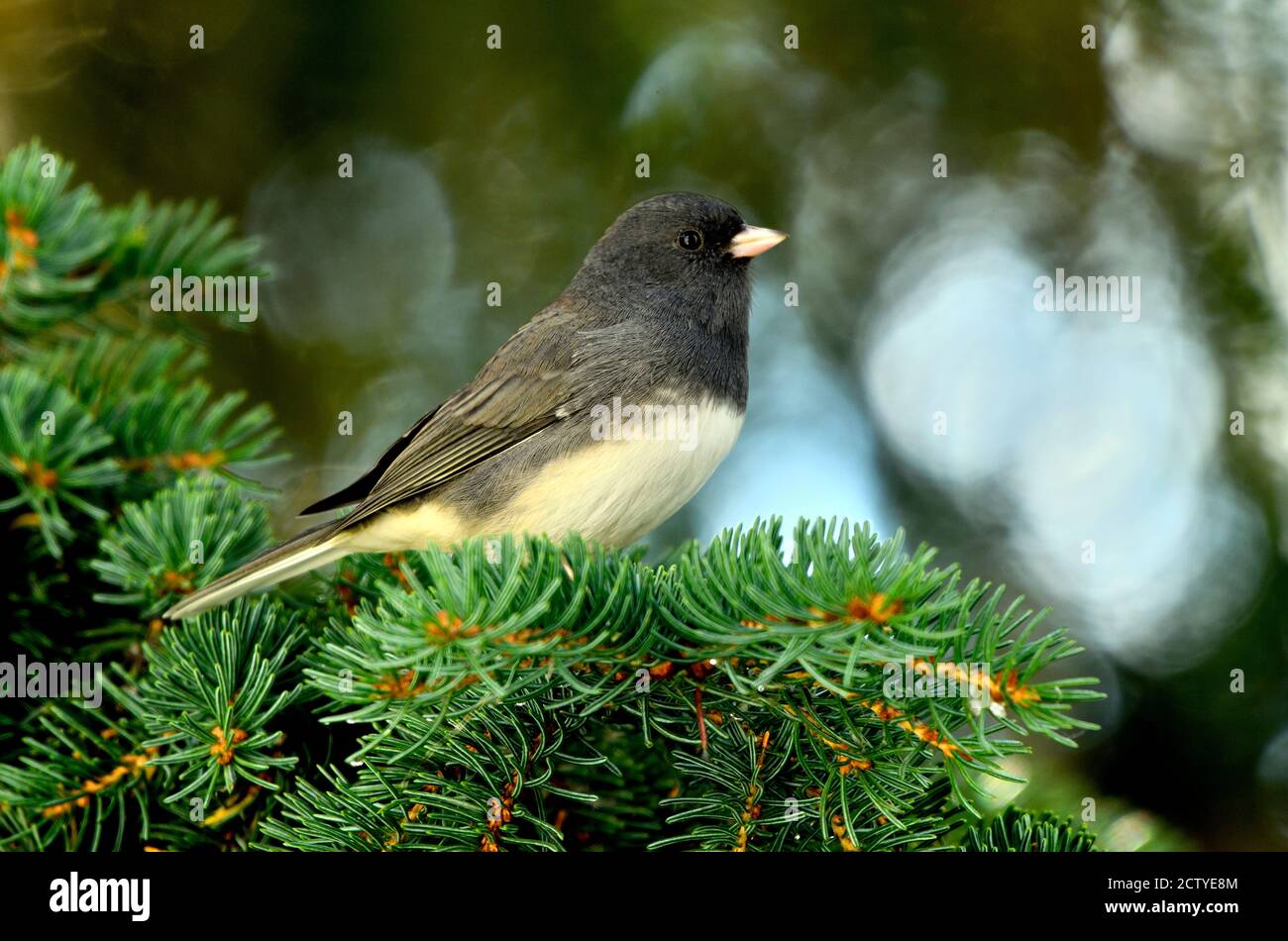 A dark-eyed junco "Junco hyemalis" perched on a green spruce tree ...
