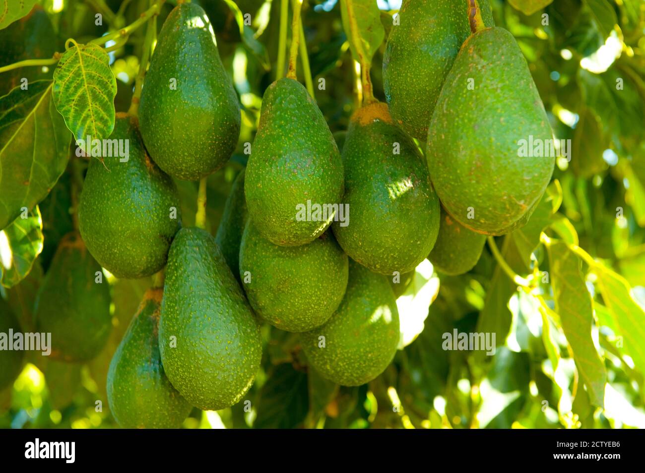 Paula hi-res stock photography and images - Alamy