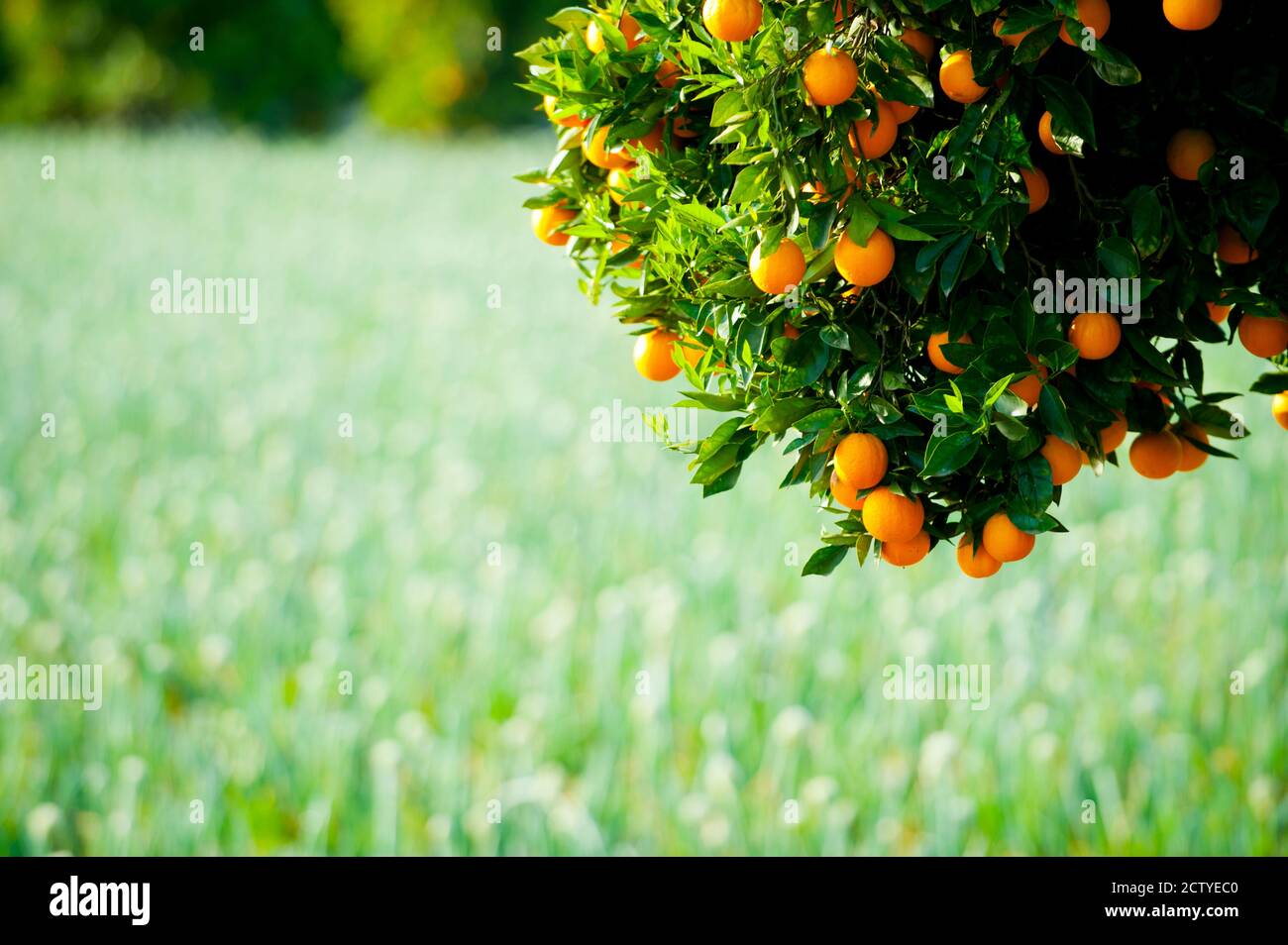 Oranges on a tree, Santa Paula, Ventura County, California, USA Stock ...