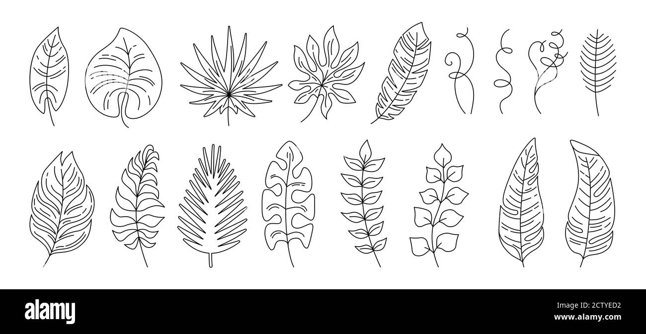 Tropical leaves line cartoon set. Exotic outline foliage, flat plants ...