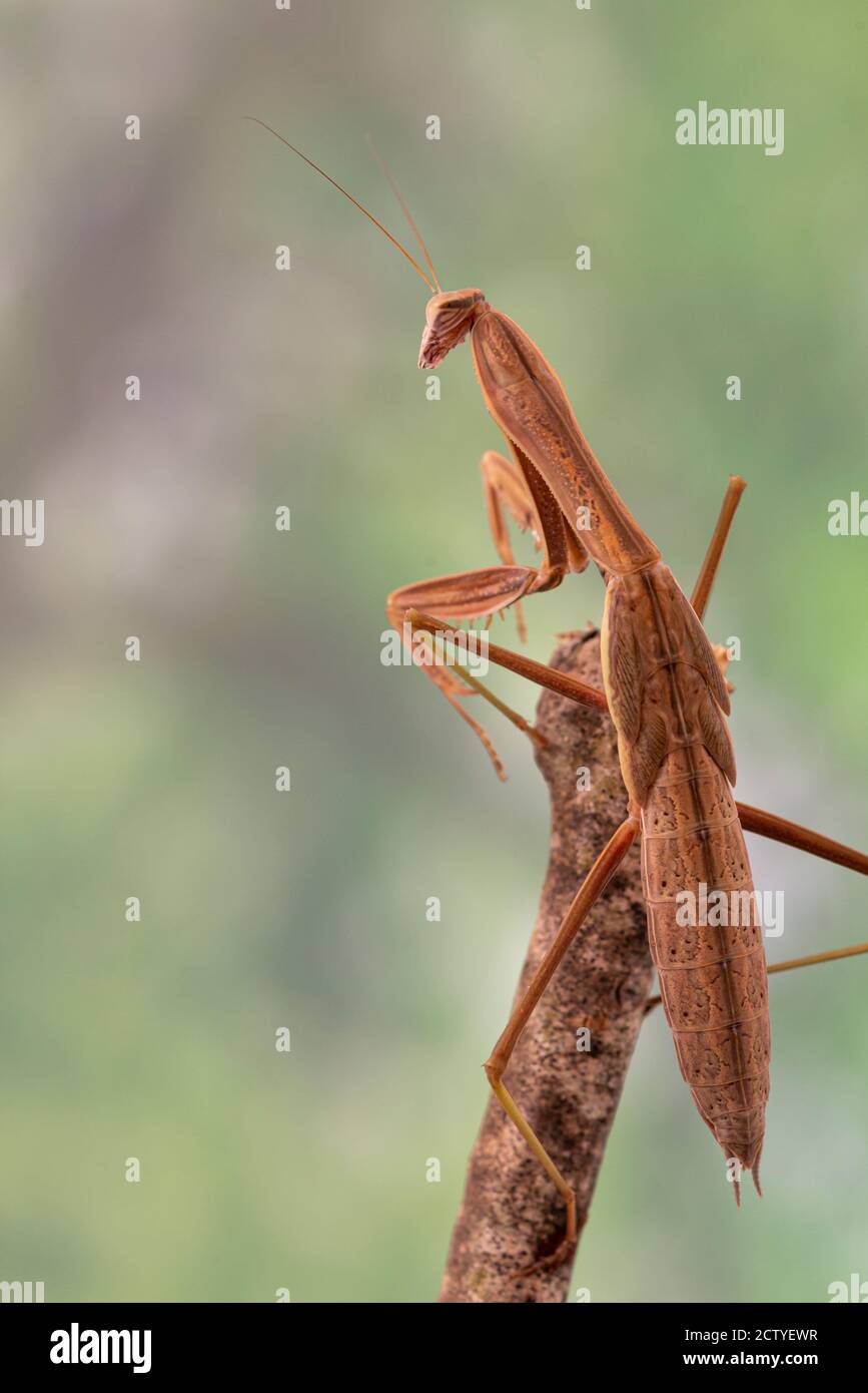 Praying Mantis (Tenodera aridifolia sinensis / Chinese praying mantis ...