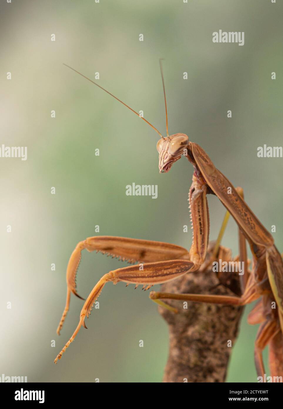 Praying Mantis (Tenodera aridifolia sinensis / Chinese praying mantis ...
