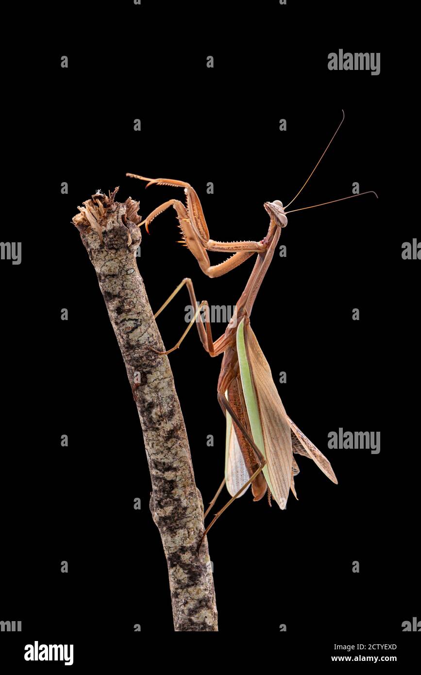 Praying Mantis (Tenodera aridifolia sinensis / Chinese praying mantis ...