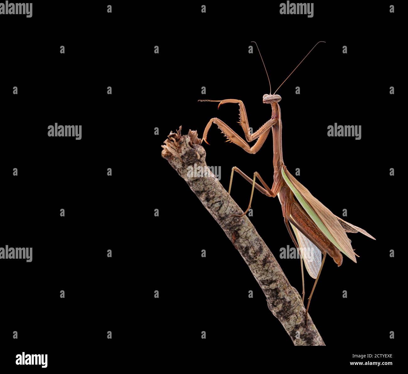 Praying Mantis (Tenodera aridifolia sinensis / Chinese praying mantis) with wings showing, on a ...